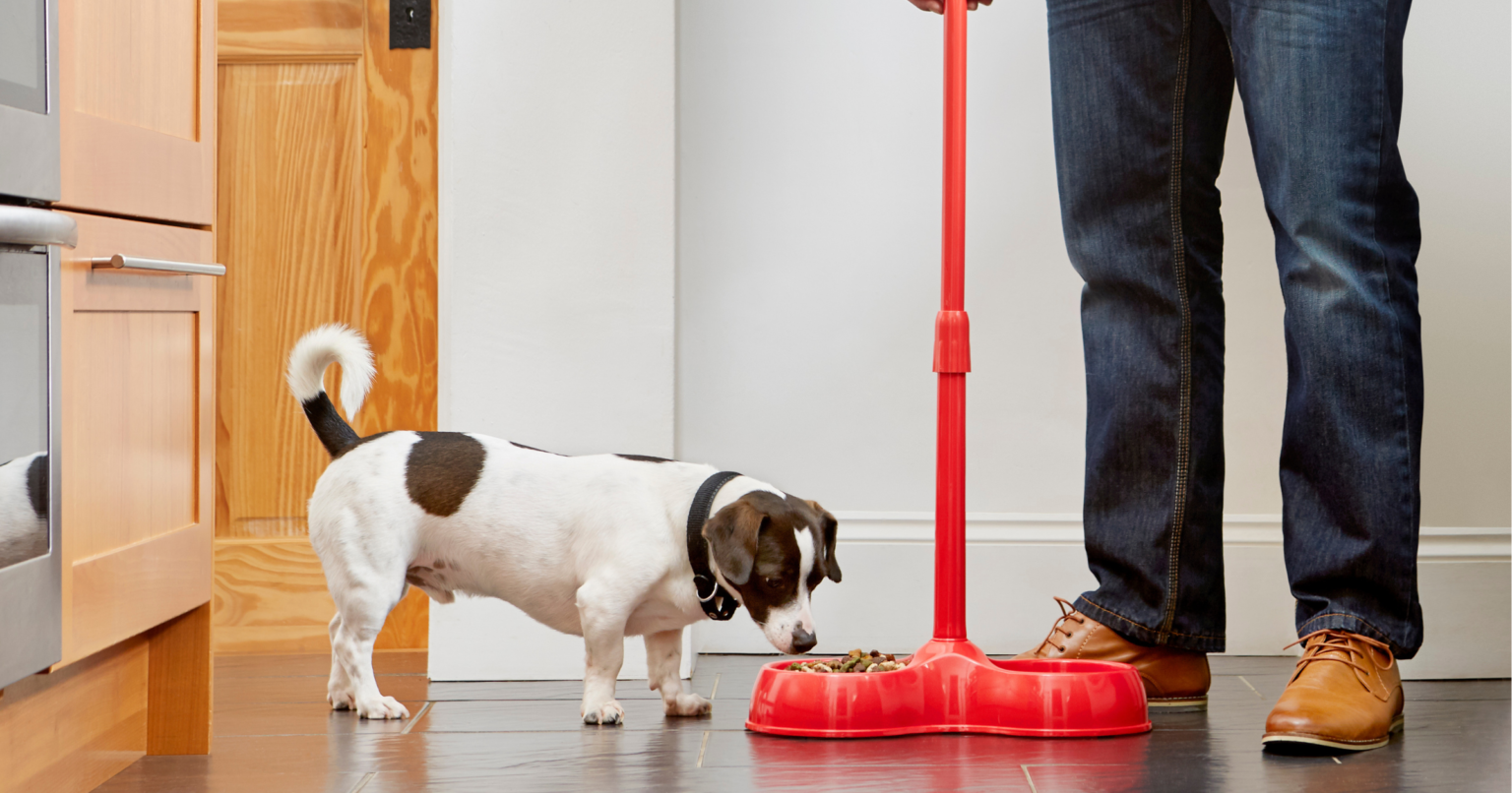 No-Bend Pet Bowl With Height Adjustable Handle | Disability Horizons Shop