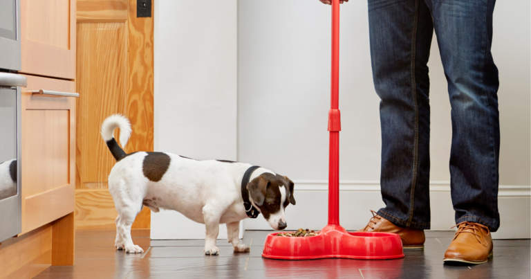 No-Bend Pet Bowl With Height Adjustable Handle | Disability Horizons Shop